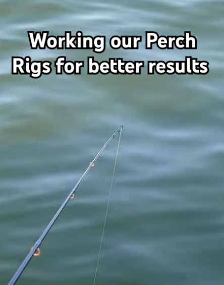How to work our Perch Rigs for Better Results – Fishing Addiction Gear